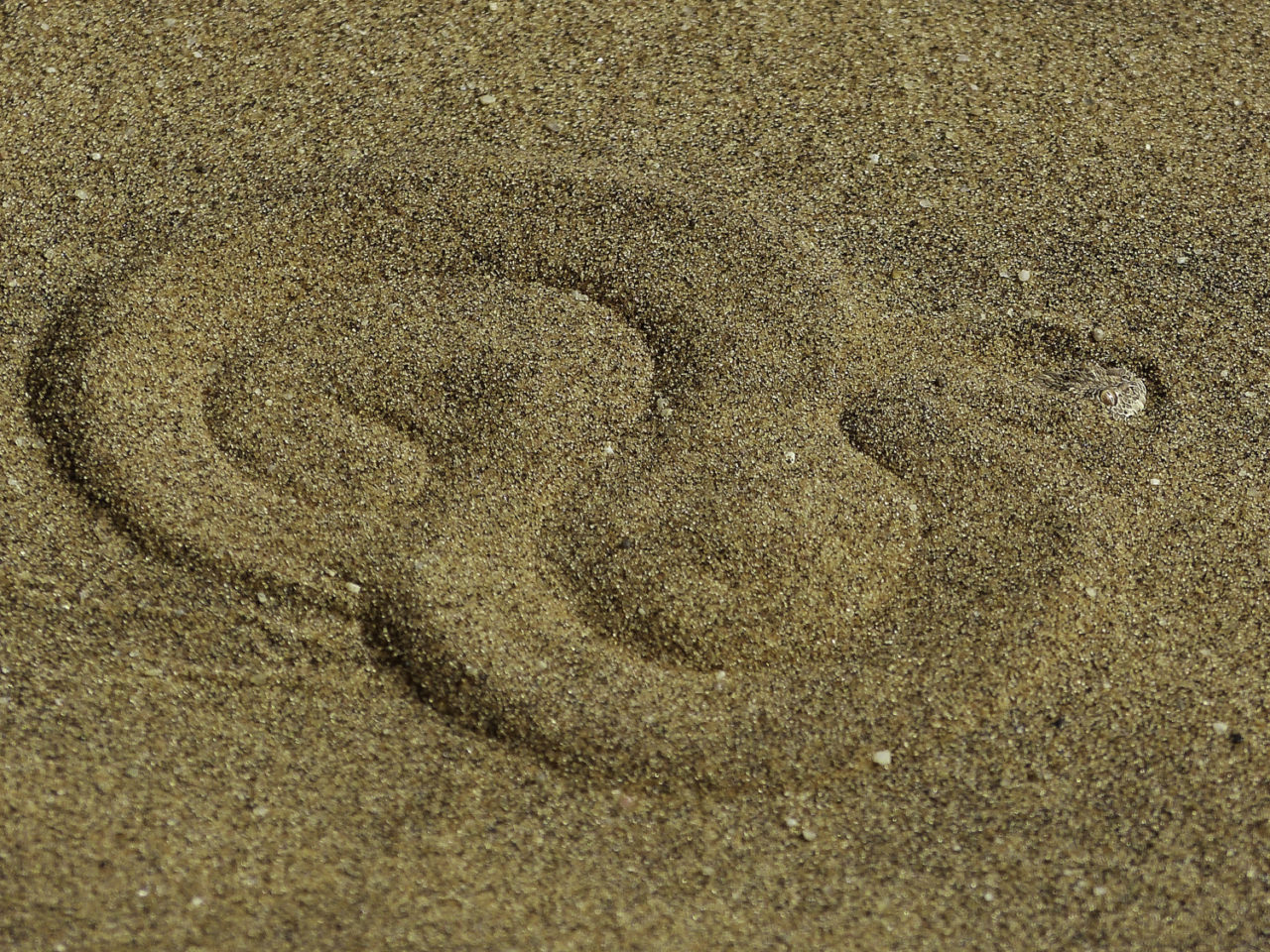 ePostcard #7: Camouflage Perfected! - Cloud Ridge Naturalists & Cloud ...