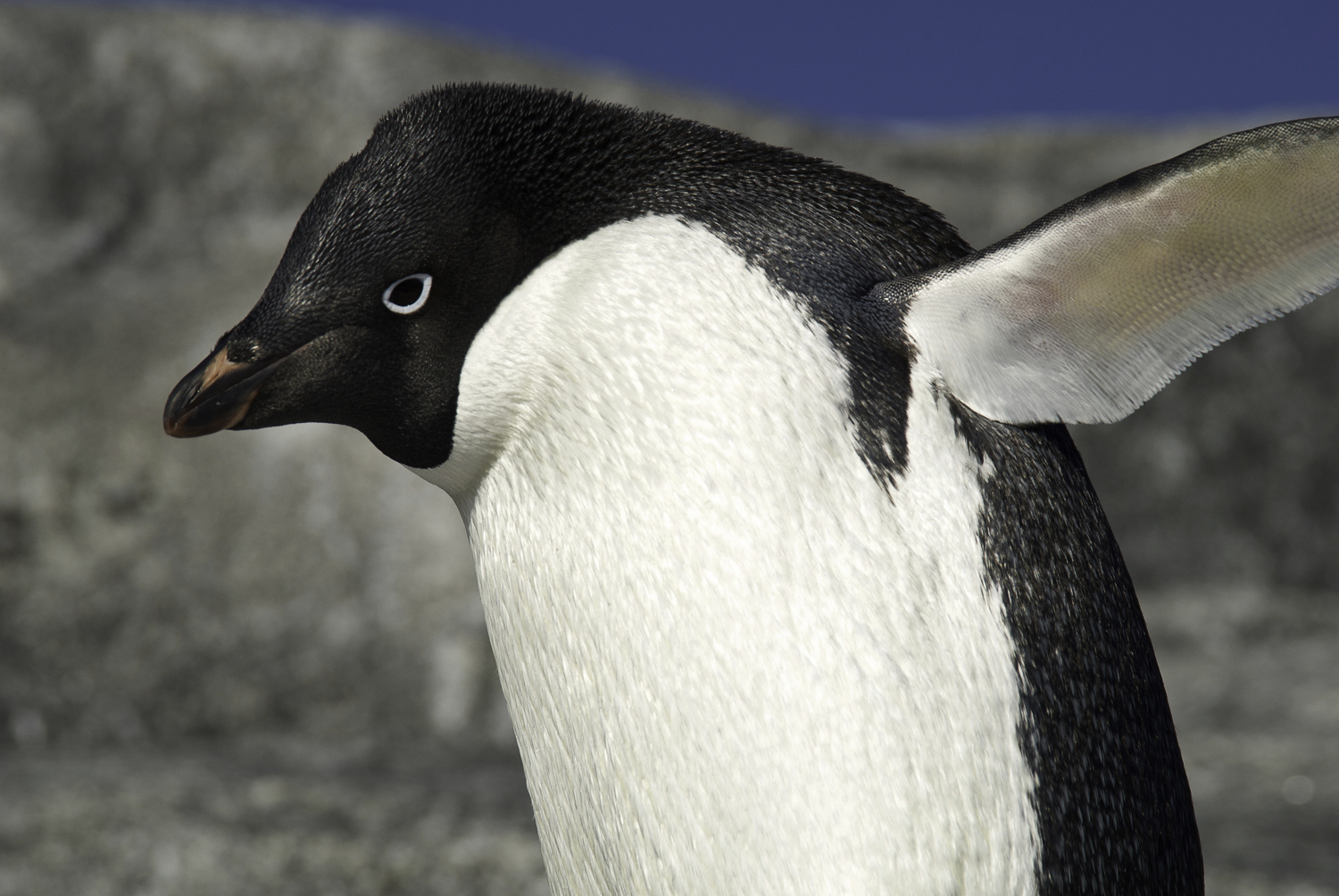 ePostcard #39: Introducing the East Antarctic Ice Sheet - Cloud Ridge ...