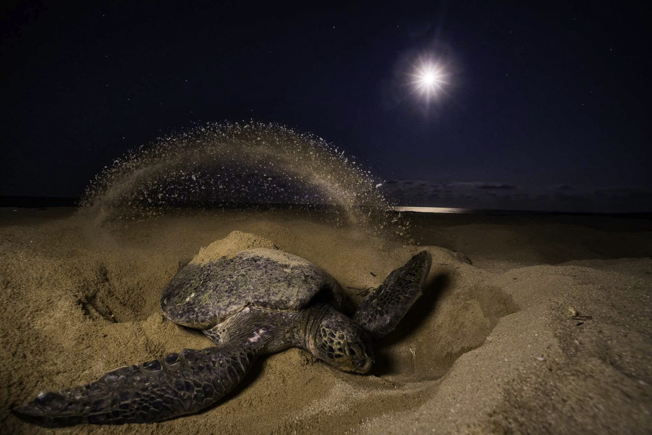 ePostcard #116: Nightwatch: Sea Turtles Are Ecosystem Sentinels (Part 2 ...