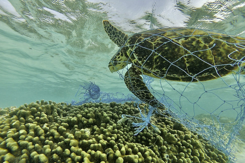 ePostcard #122: Fisheries Bycatch | Cloud Ridge Naturalists & Cloud ...