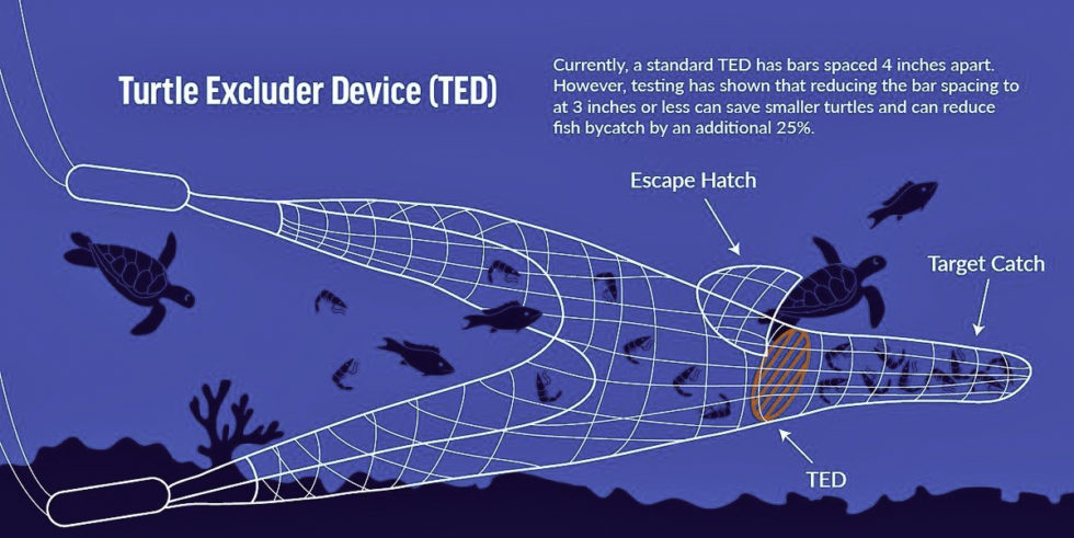 ePostcard #122: Fisheries Bycatch - Cloud Ridge Naturalists & Cloud ...